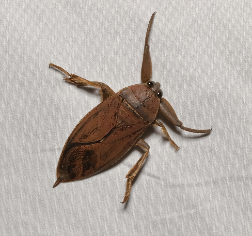 American Giant Water Bug from Fishog Lake, QEII Wildlands, Kawartha ...