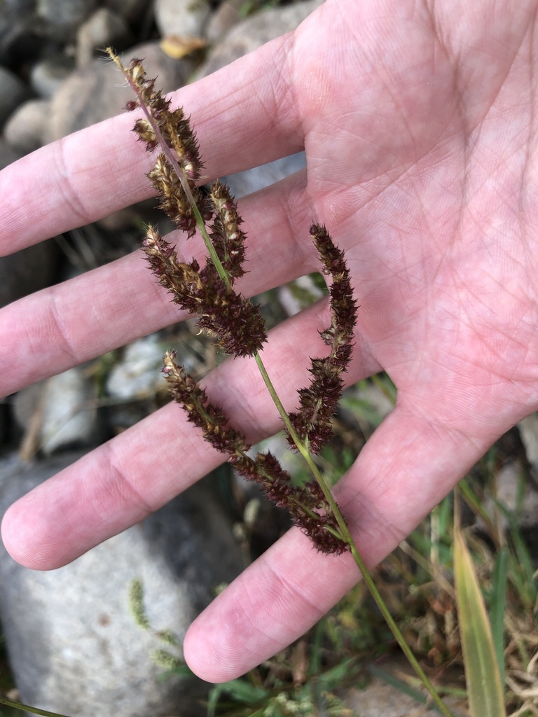 rough barnyard grass from Red River of the North, Fargo, ND, US on ...
