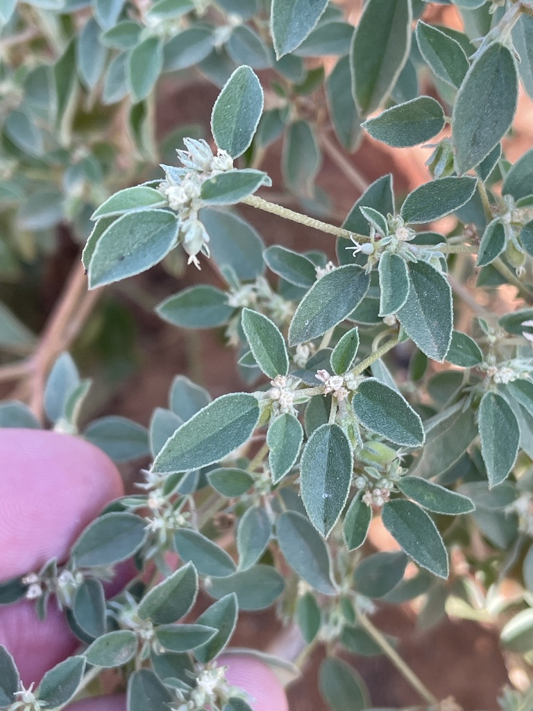 Prairie Tea from Sandybrook Dr, Fort Worth, TX, US on September 23 ...