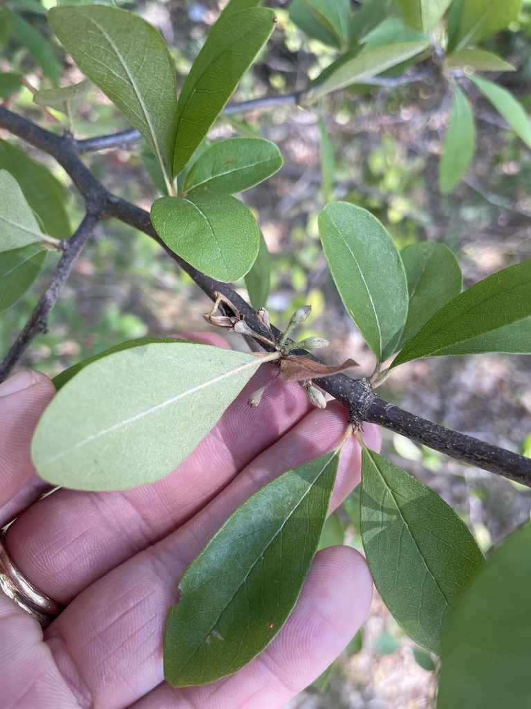 Gum bumelia from Greenview Cir S, Fort Worth, TX, US on September 23 ...
