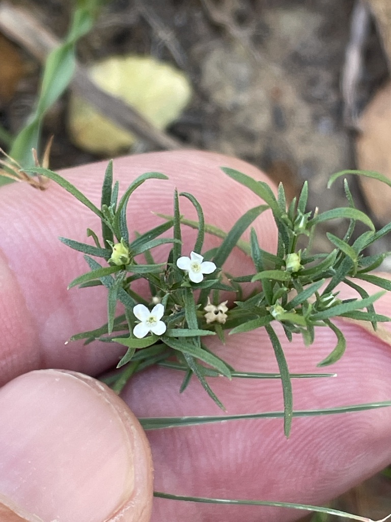 Rust Weed from Greenview Cir S, Fort Worth, TX, US on September 23 ...