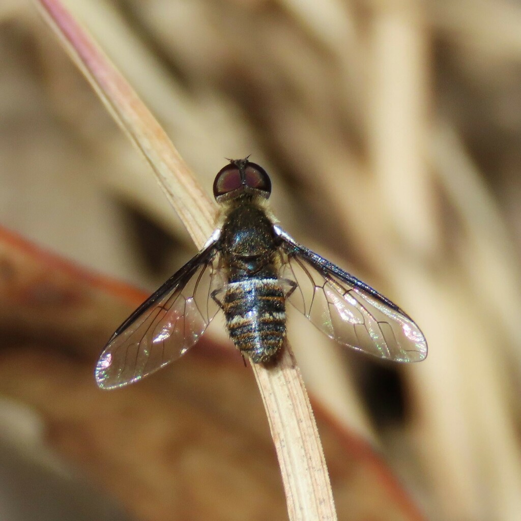 banded bee flies from Bermagui NSW 2546, Australia on September 23 ...