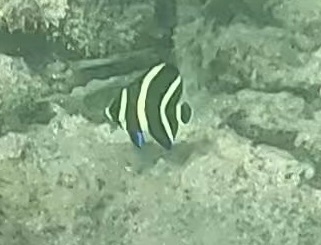 French Angelfish from North Atlantic Ocean, San Juan, Puerto Rico, US ...