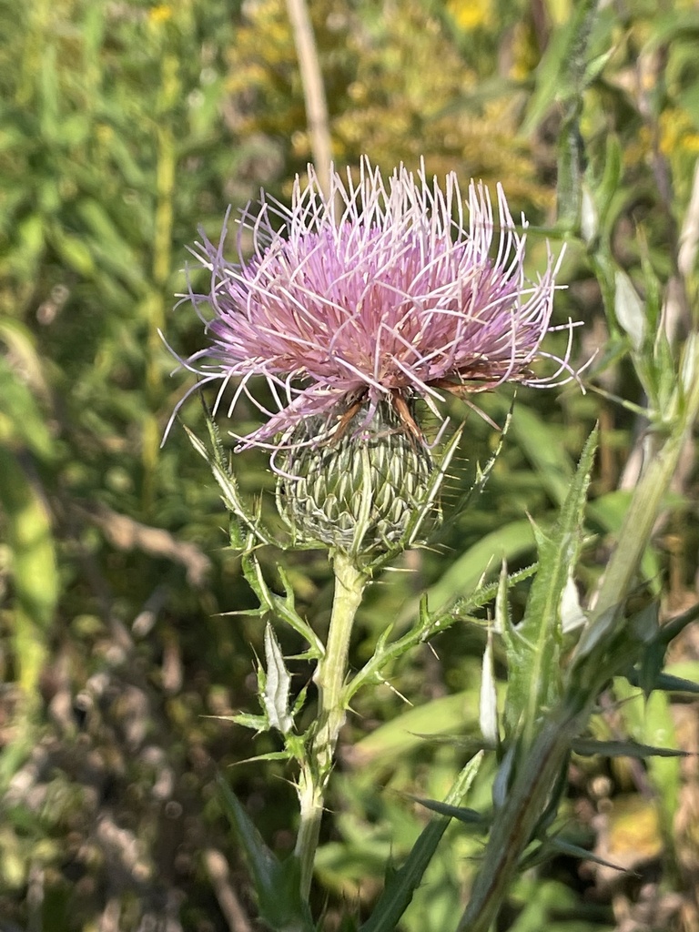 field thistle from Constitution Dr, Westchester, IL, US on September 23 ...