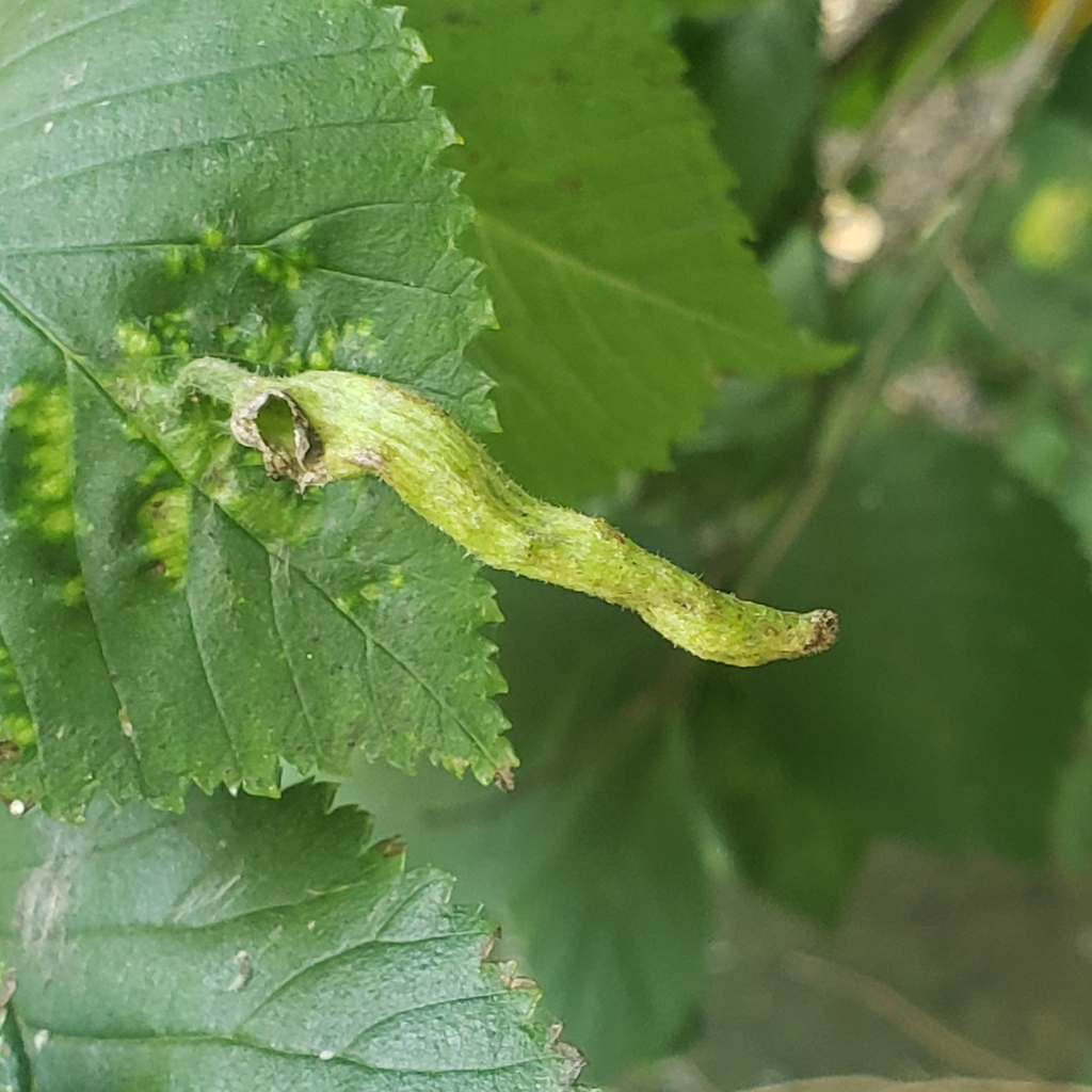 Slippery Elm Gall Aphid from Erie, PA 16505, USA on September 23, 2023 ...