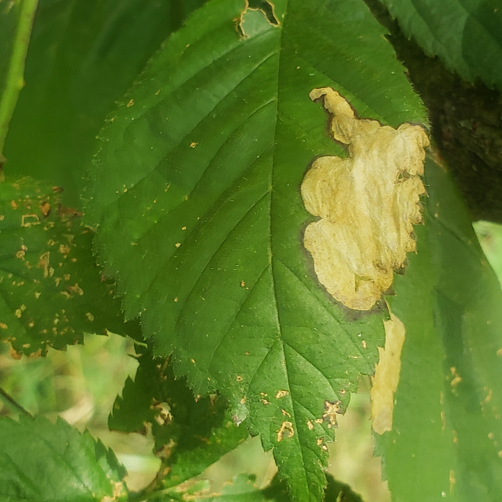 Metallus rohweri from Erie, PA 16505, USA on September 23, 2023 at 01: ...