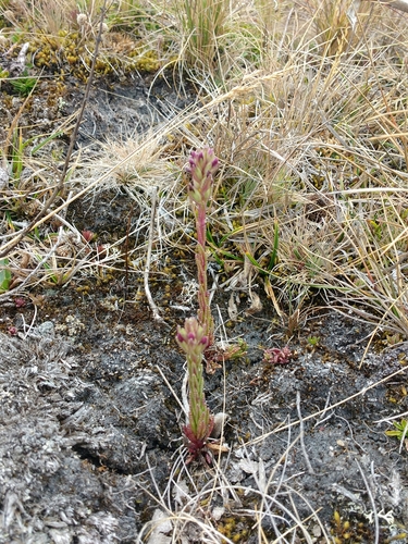 Section Strictae · iNaturalist