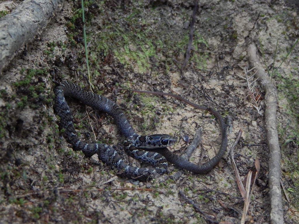 Northern Black Racer from Orange County, NC, USA on August 24, 2023 at ...