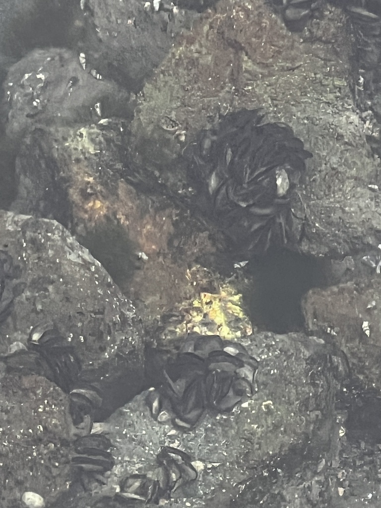 Flat Tree Oyster from Laguna del Condado, San Juan, Puerto Rico, US on ...