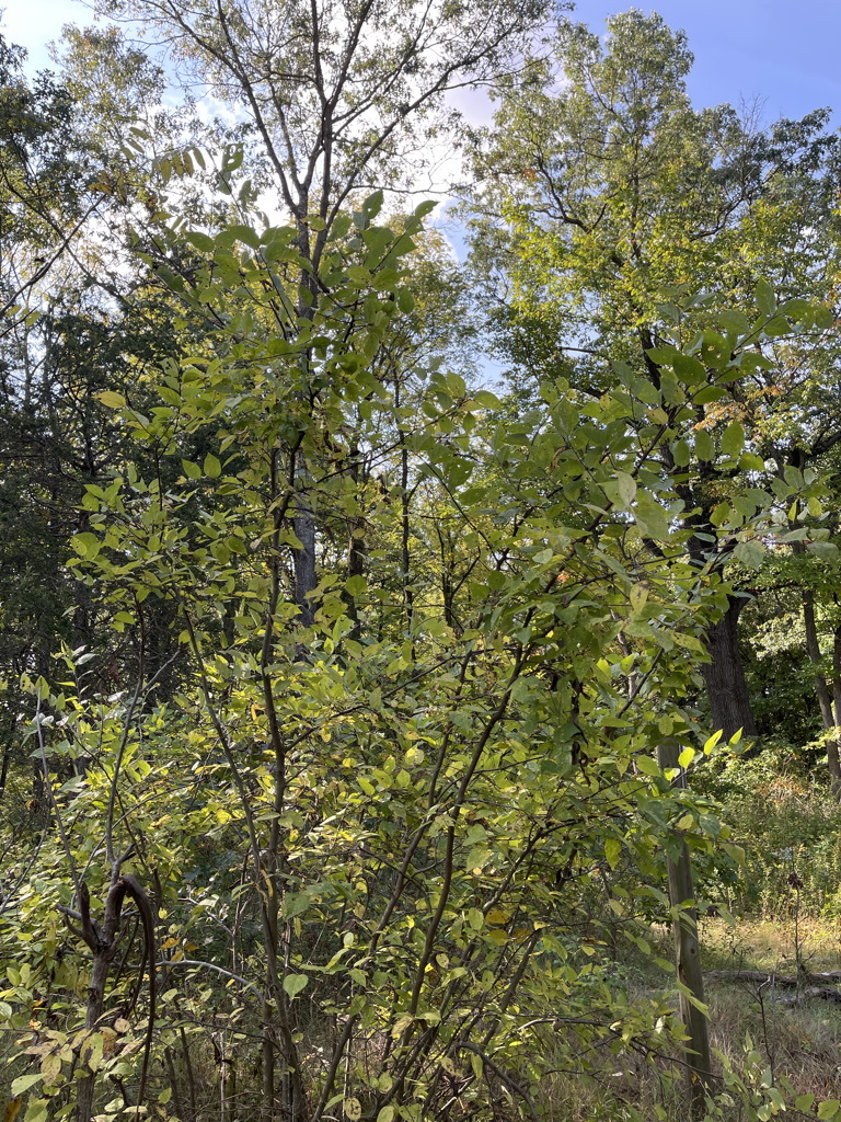 Dwarf Hackberry from Washtenaw County, MI, USA on September 23, 2023 at ...