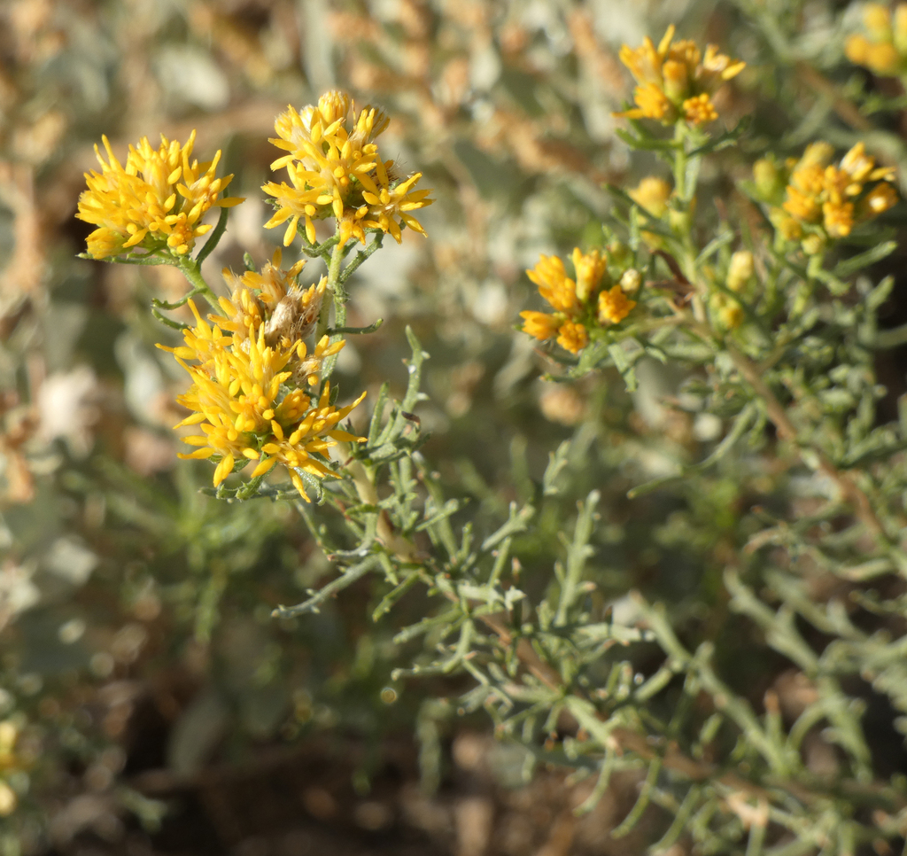 burroweed from Willcox, AZ 85643, USA on September 23, 2023 at 08:15 AM ...