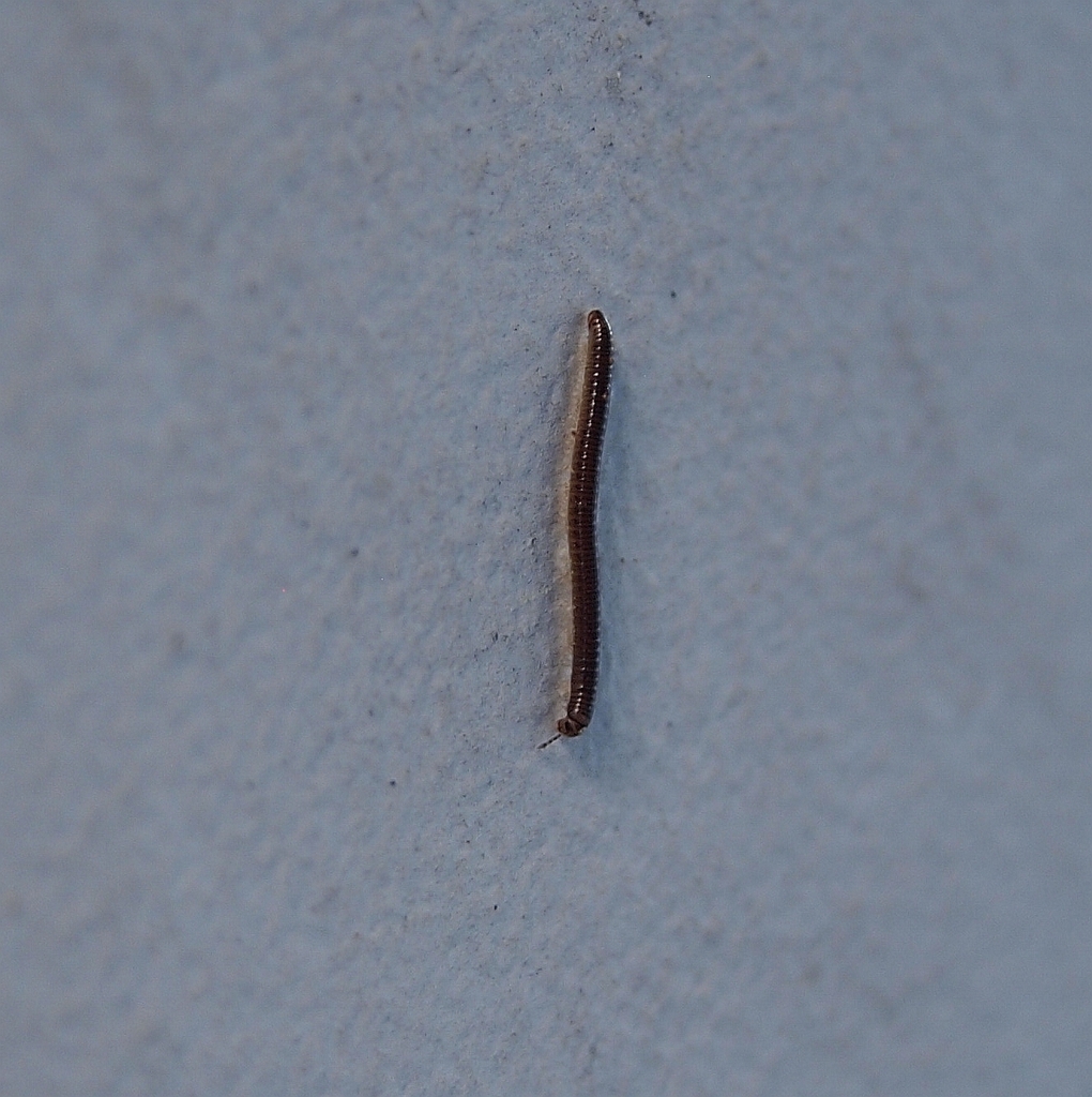 Furry Snake Millipede from St Clair, Dunedin 9012, New Zealand on ...
