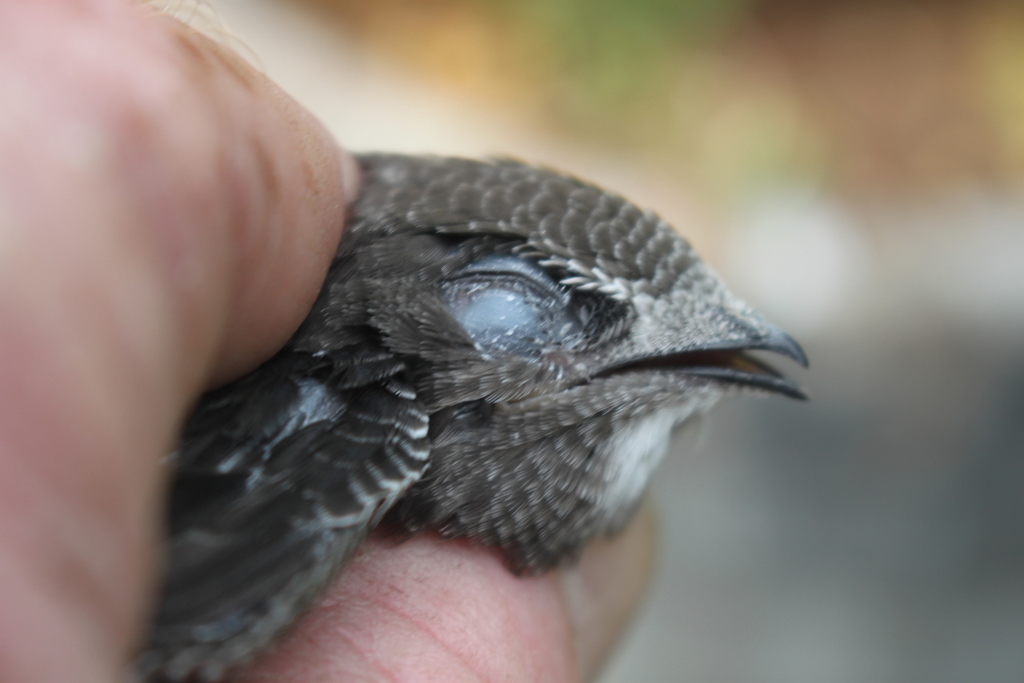 Common Swift from Alkmaar, Nederland on June 30, 2017 at 04:46 PM by ...