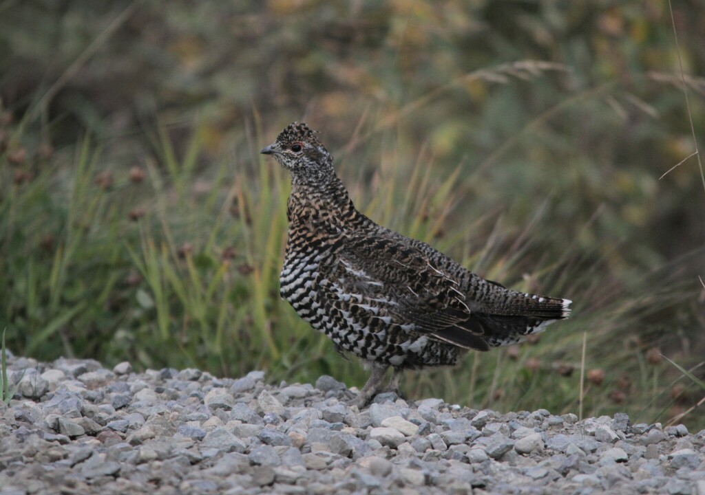 Spruce Grouse from Central Coast, BC, Canada on September 17, 2023 at ...