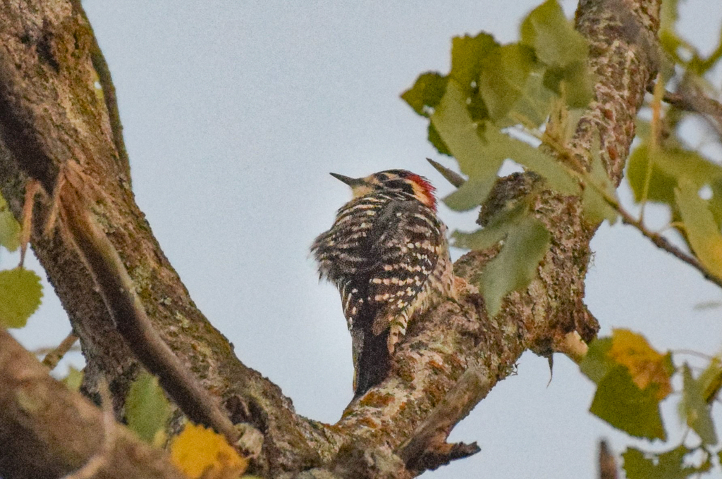 Nuttall's Woodpecker from Cascade, Anderson, CA, USA on September 15 ...