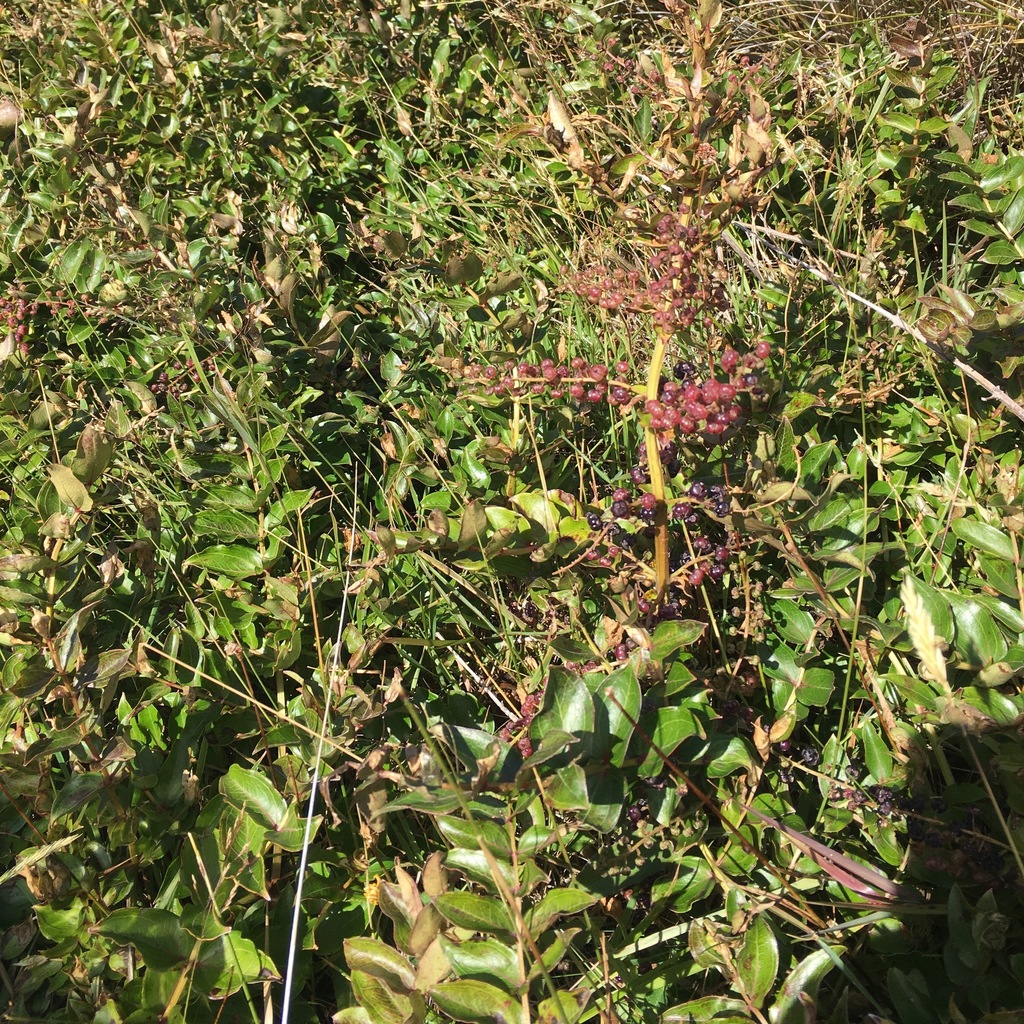 Tutu from Castle Hill 7580, New Zealand on February 18, 2019 at 01:21 ...