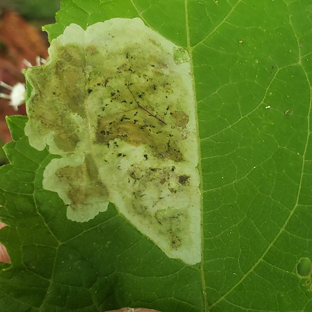 Calycomyza from Erie, PA 16505, USA on September 23, 2023 at 04:05 PM ...