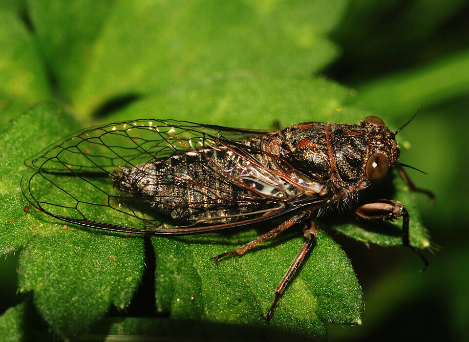 Clay Bank Cicada from Makarau, New Zealand on December 10, 2017 at 11: ...
