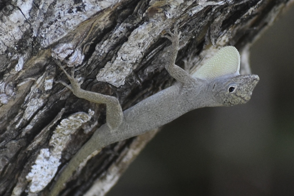 Bark Anole from Big Pine Key, Big Pine Key, FL, US on September 12 ...