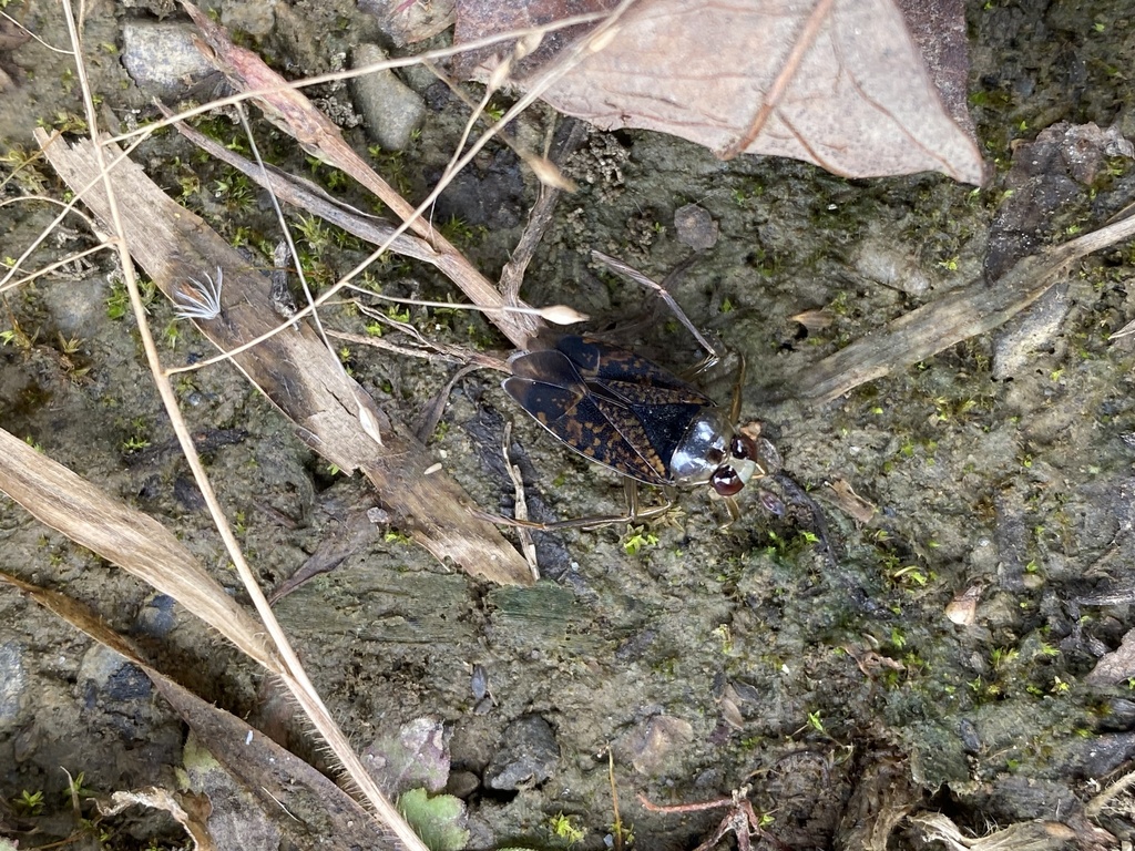 Notonecta irrorata in September 2023 by atweston · iNaturalist