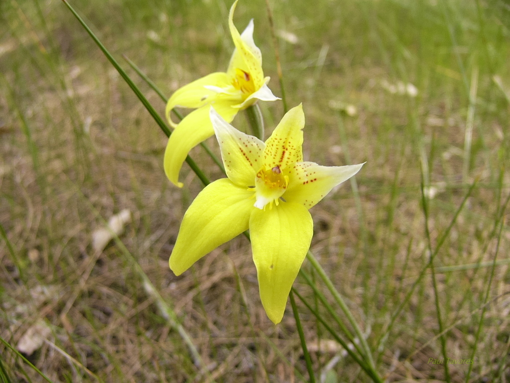Cowslip Orchid from King's Park, Perth, WA, Australia on September 11, 2005 at 12:55 PM by Paul ...