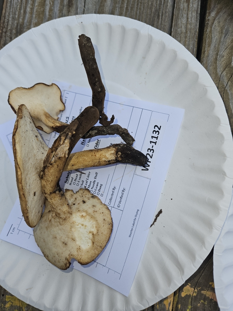 Rooting Polypore from Portage County, US-OH, US on September 23, 2023 ...