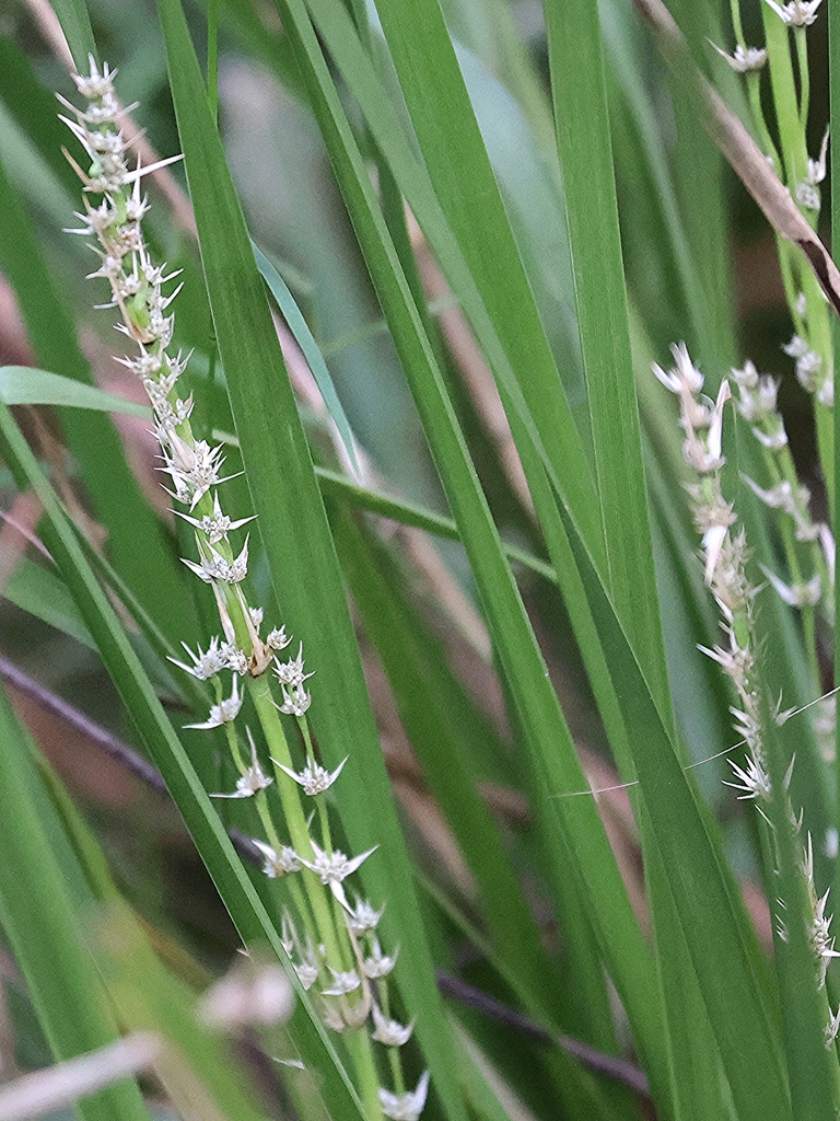 Spiny-headed Mat-rush from Silvan VIC 3795, Australia on September 19 ...