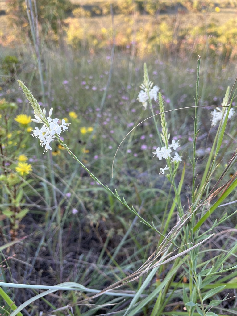 False Gaura from Branson, MO, US on September 23, 2023 at 06:05 PM by S ...
