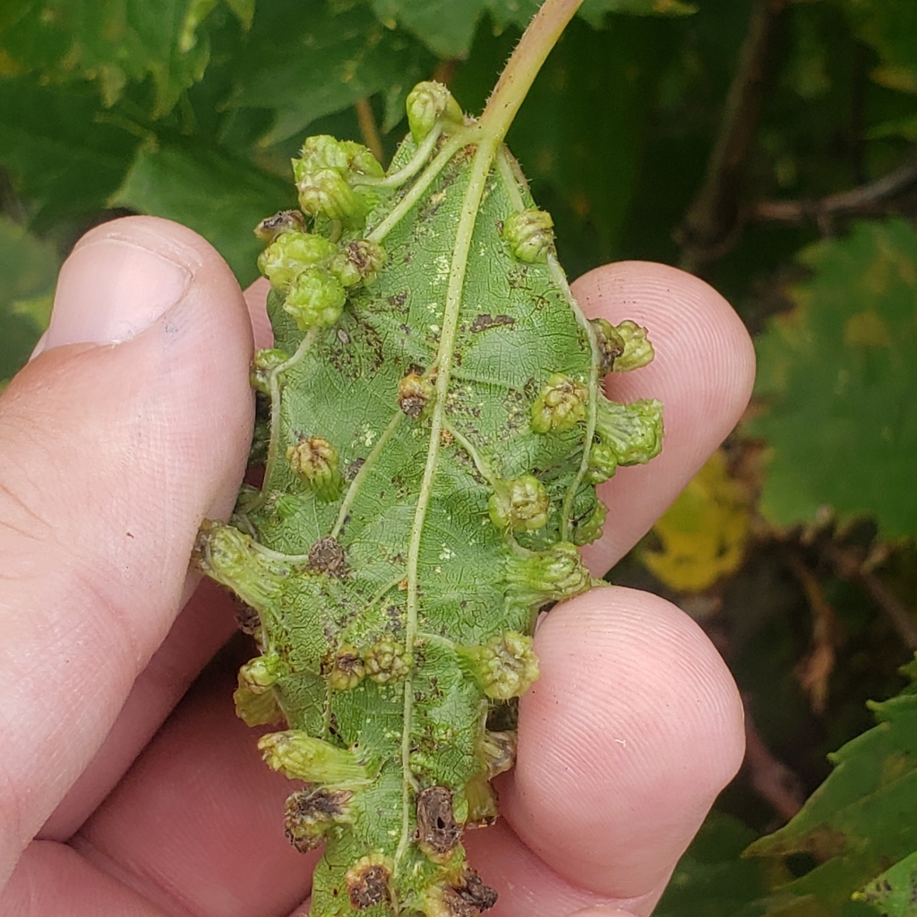 Grape Phylloxera from Erie, PA 16505, USA on September 23, 2023 at 04: ...
