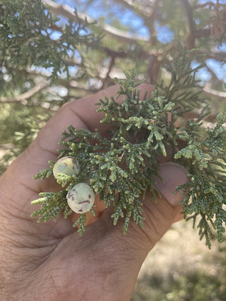 alligator juniper from Guadalupe Mountains National Park, Van Horn, TX ...