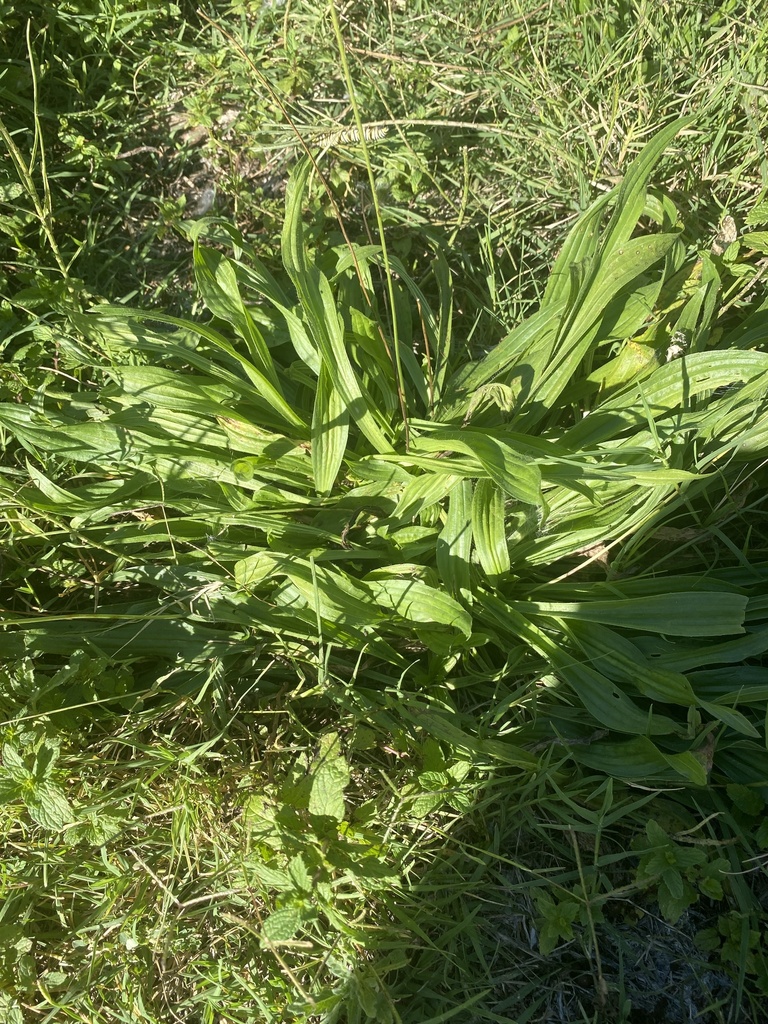 Texas blueweed from Carlsbad Caverns National Park, Carlsbad, NM, US on ...