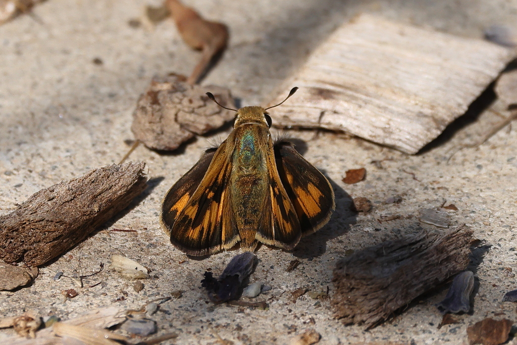 Fiery Skipper from 9849 Alta Mesa Rd, Wilton, CA 95693, USA on ...