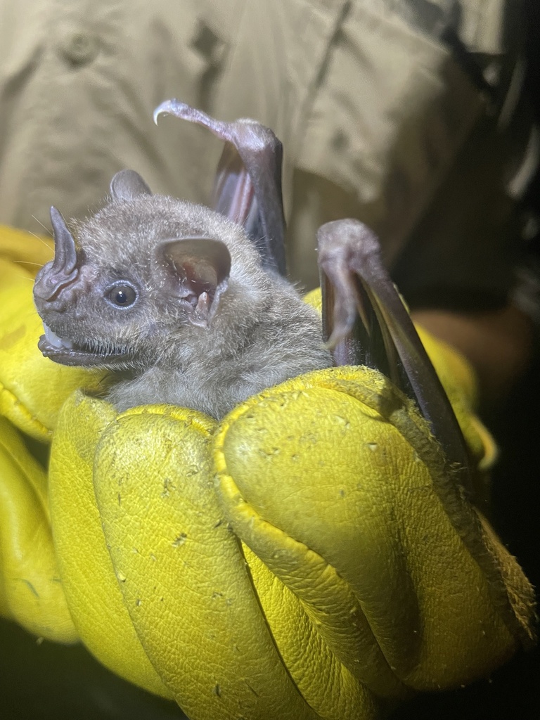 Jamaican Fruit-eating Bat from Jaime Benitez National Park, San Juan ...