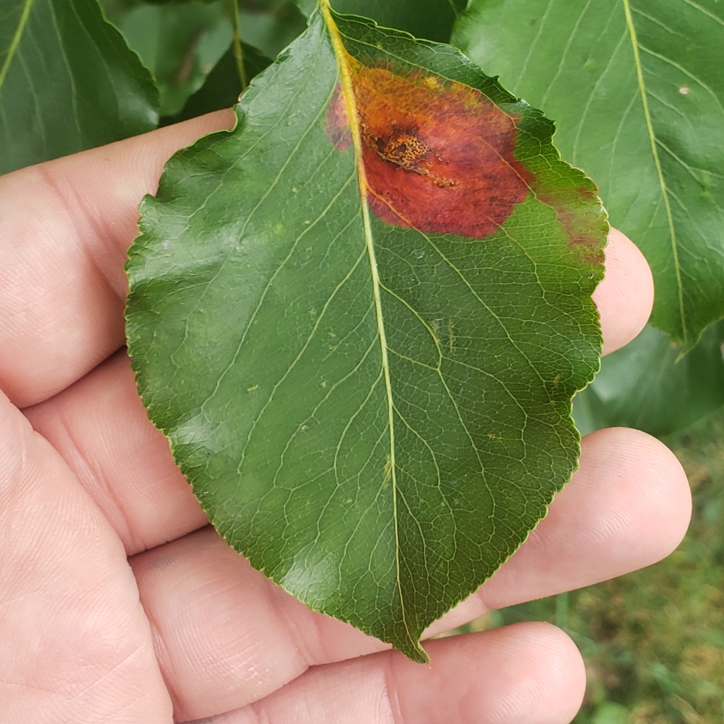 Pear Rust from Erie, PA 16505, USA on September 23, 2023 at 04:30 PM by ...