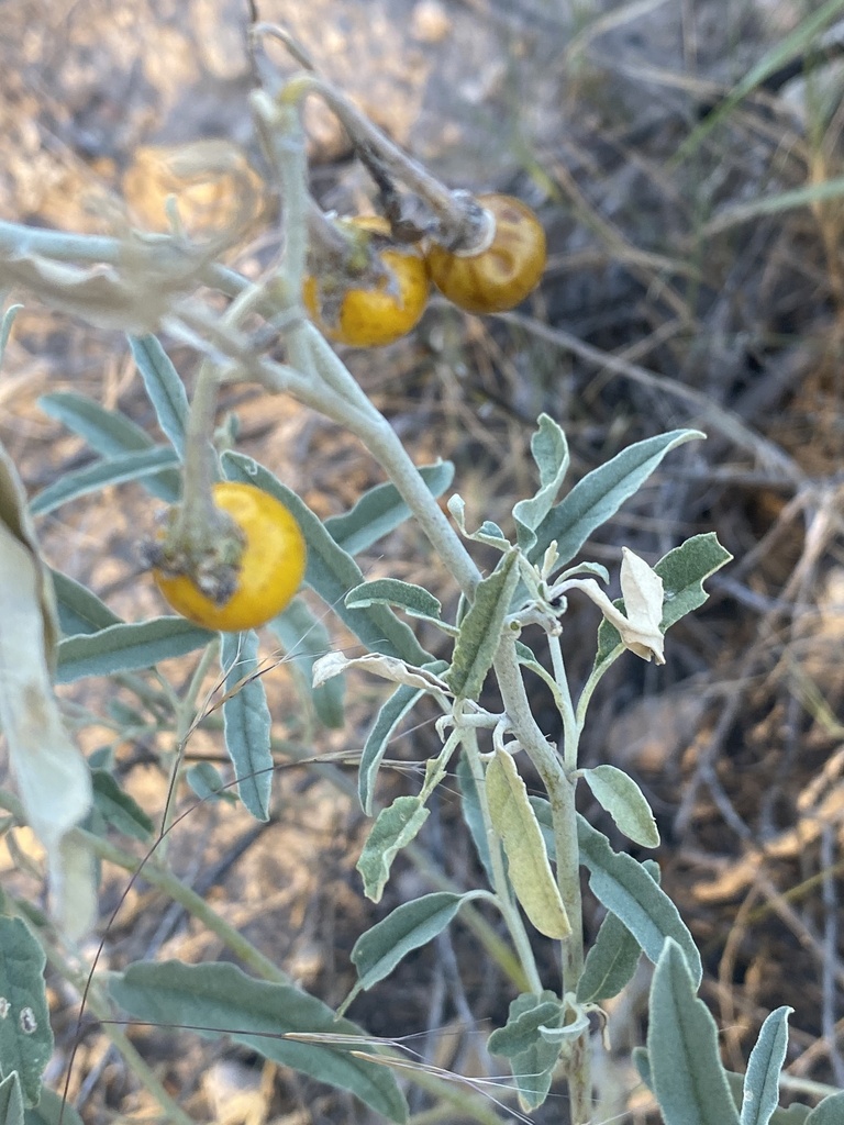silverleaf nightshade from Washington Ranch Road, Carlsbad, NM, US on ...