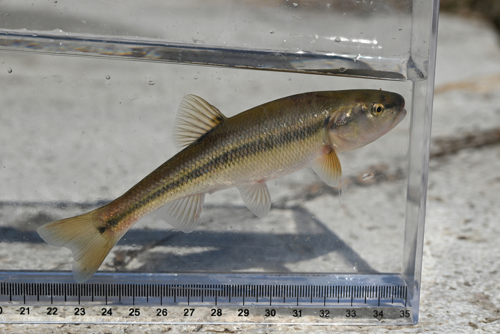 Creek Chub (Semotilus atromaculatus) - Marine Life Identification