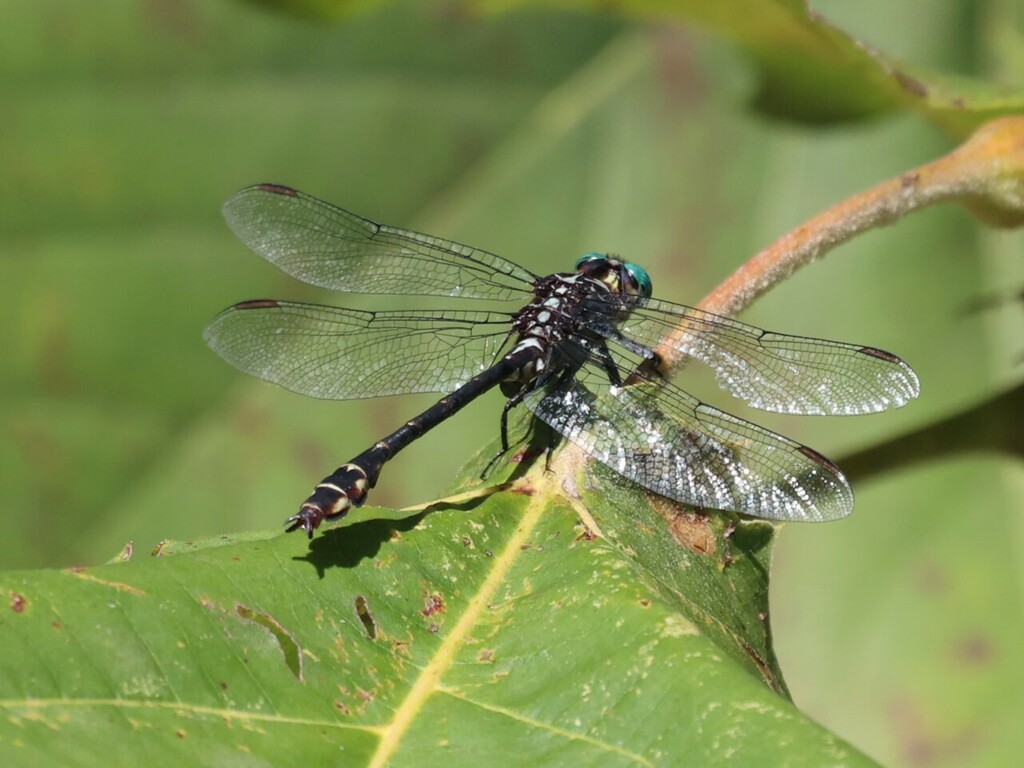 Elusive Clubtail from Otto Armleder, East End, Cincinnati, OH, USA on ...