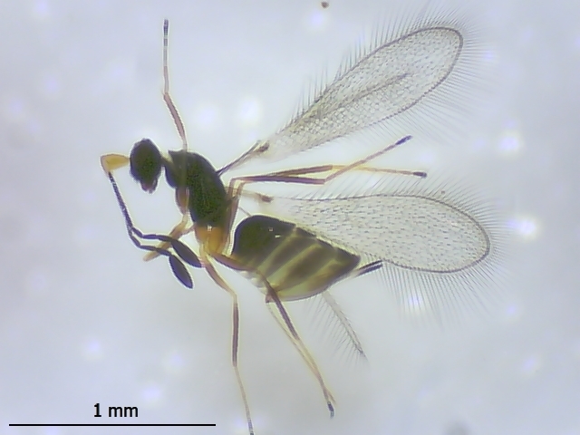 Fairy Wasps from San Cristóbal de las Casas, MX-CH, MX on September 8 ...