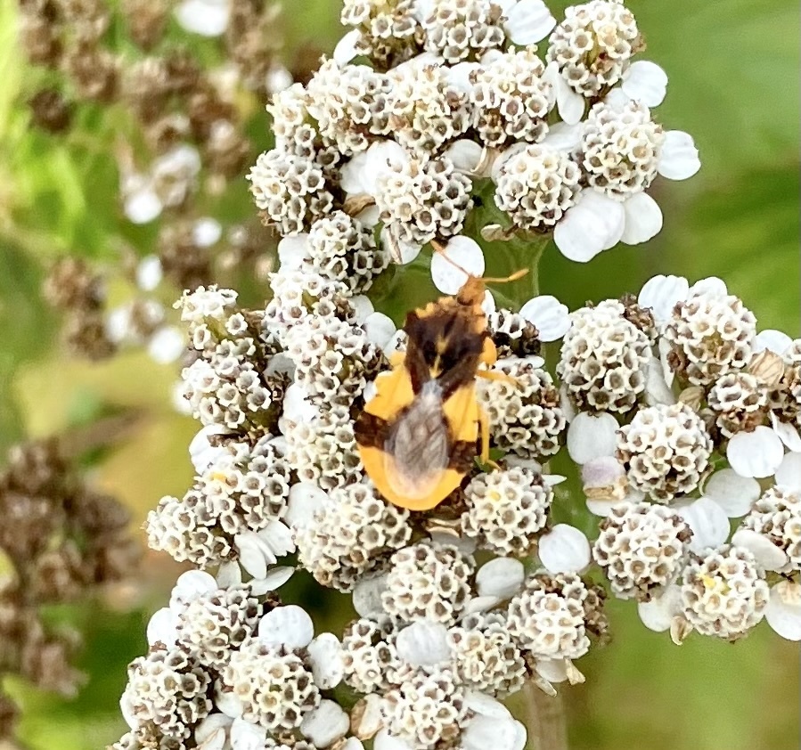 Jagged Ambush Bug from Dewdrop Crt, Ottawa, ON, CA on September 23 ...