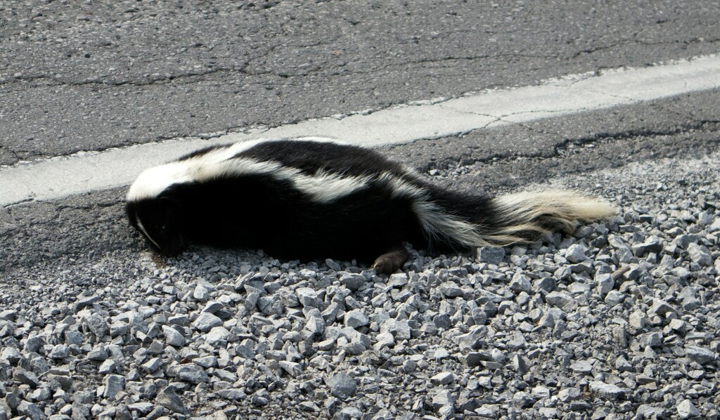 Striped Skunk from Belleville, ON, Canada on September 23, 2023 at 07: ...