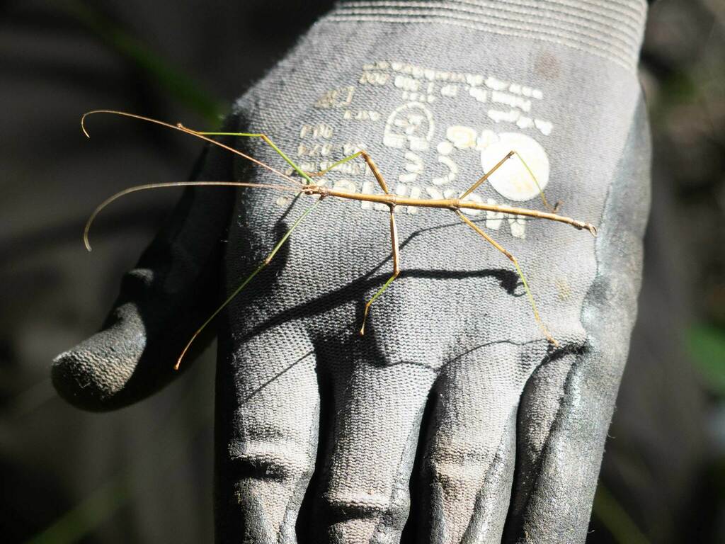 Northern Walkingstick in September 2023 by Maureen Clare Murphy ...