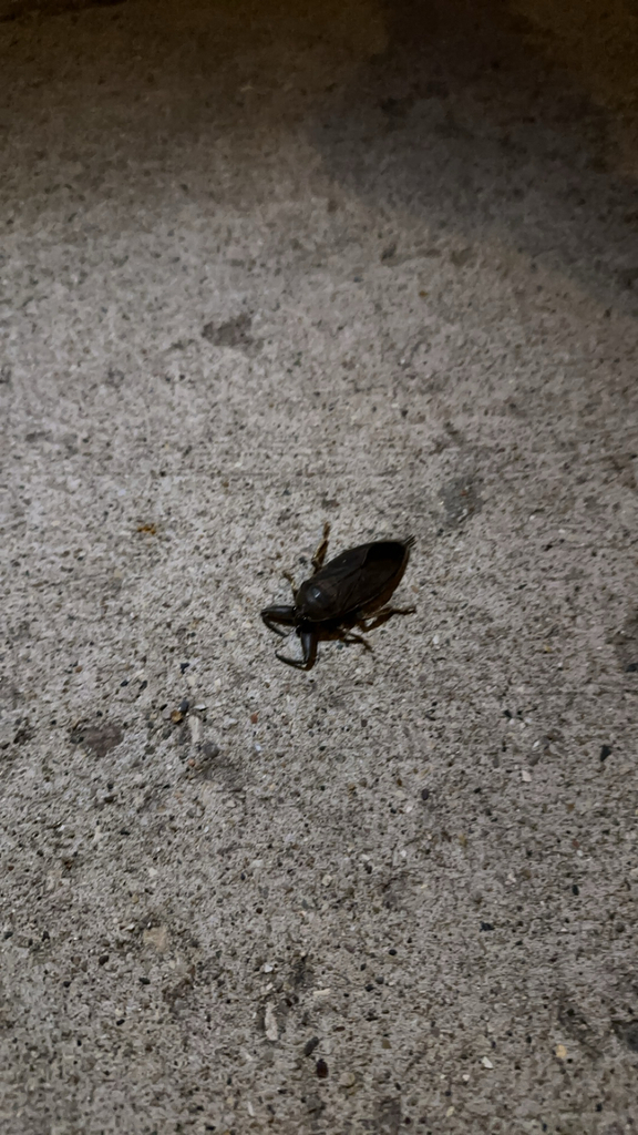 American Giant Water Bug from Milwaukee on September 23, 2023 at 07:19 ...