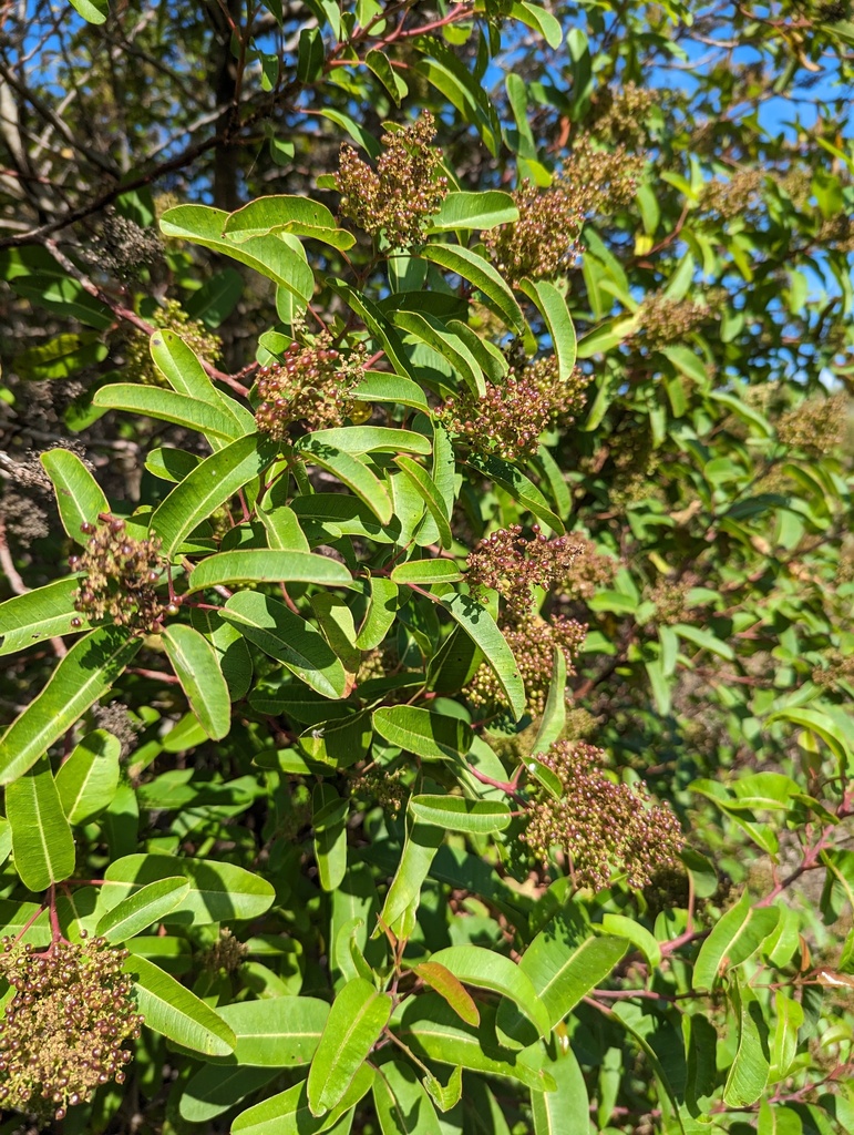 laurel sumac from Baron Ranch, Santa Barbara, California, United States ...