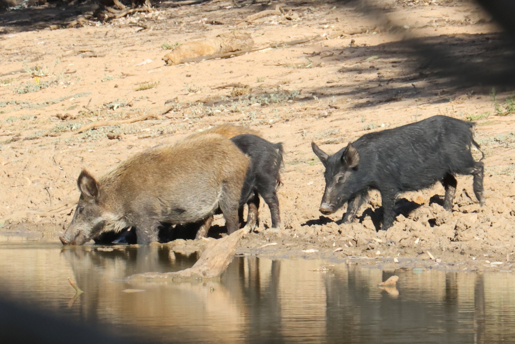 Wild Boar from Bowra Wildlife Sanctuary-Saw Pit Waterhole, Cunnamulla ...
