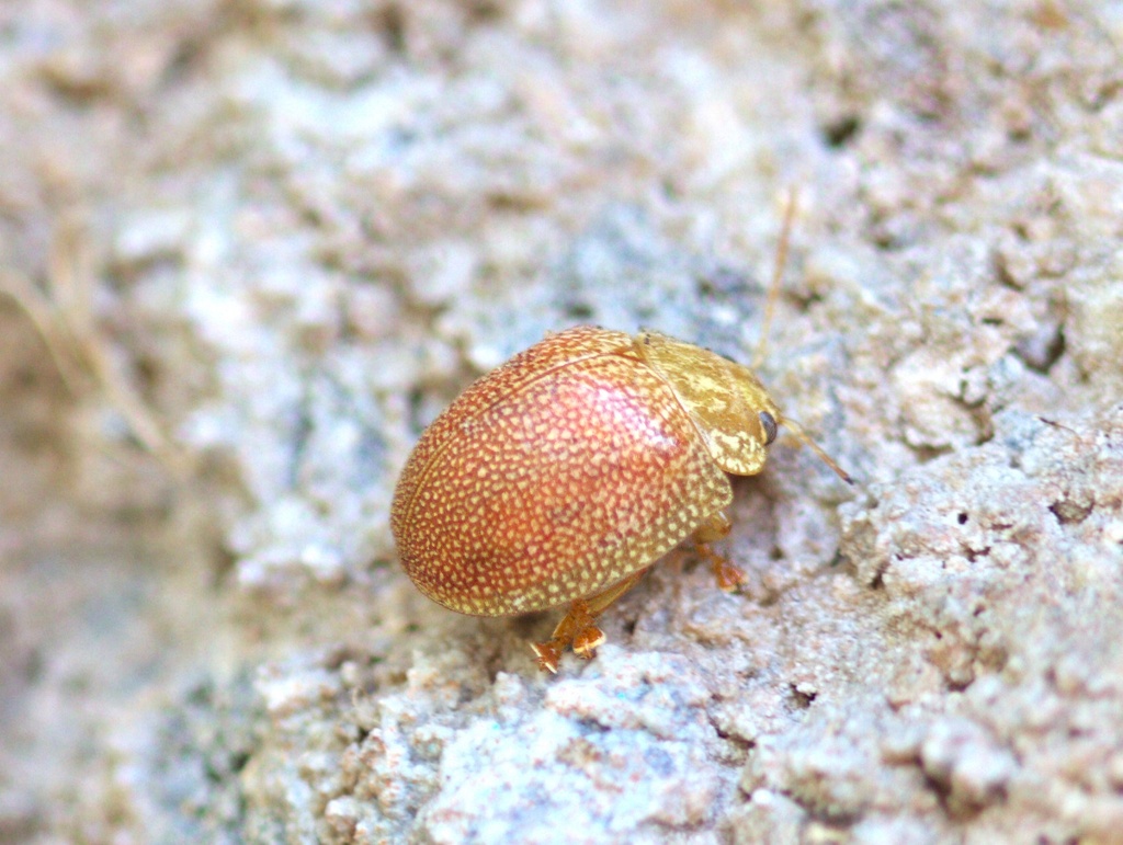 Dotted Paropsine Leaf Beetle from La Habra, CA 90631, USA on September ...