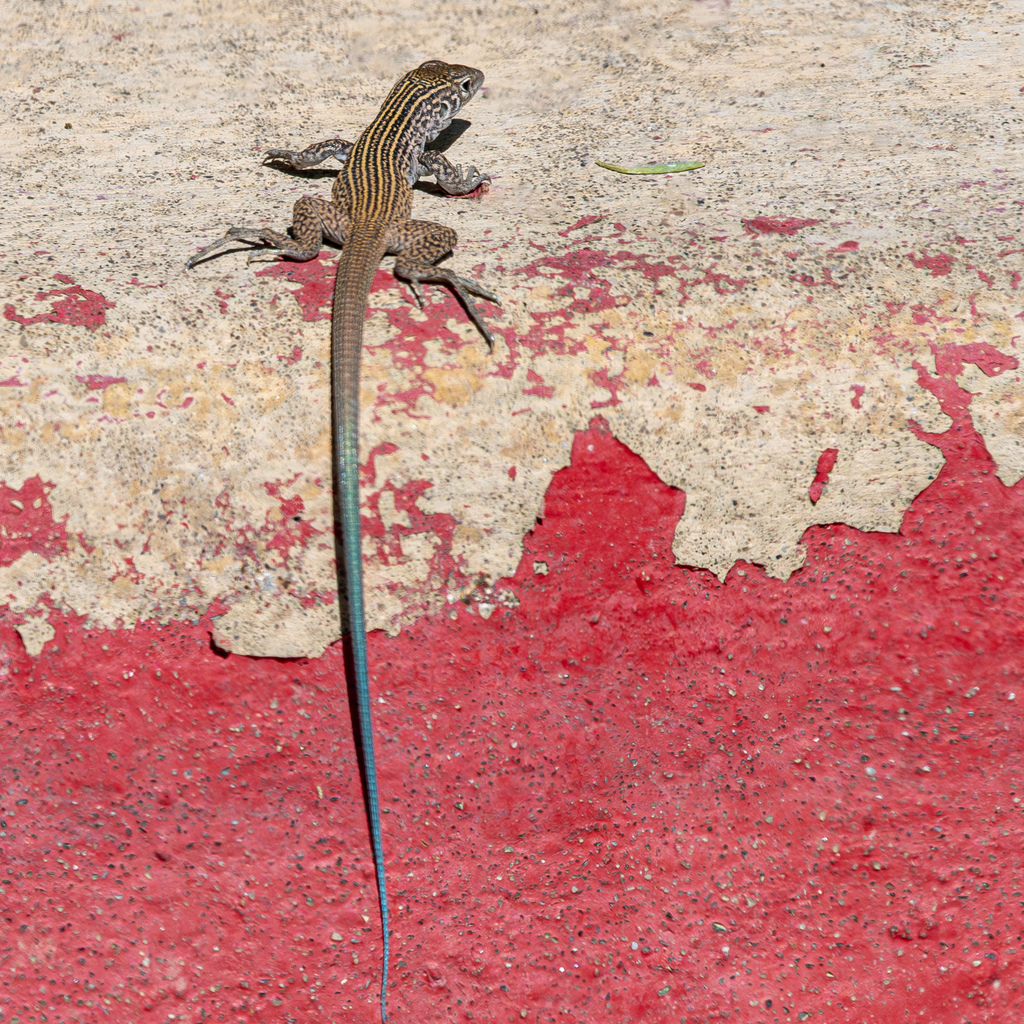 Western Whiptail from Moffat County, CO, USA on September 16, 2023 at ...