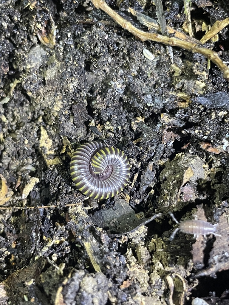 Bumblebee Millipede from Laguna del Condado, San Juan, Puerto Rico, US ...