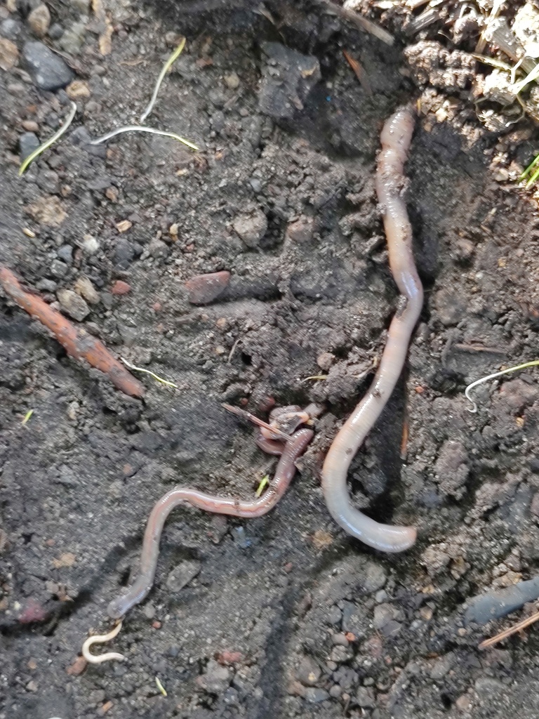 Lumbricid Earthworms from Bosque de Chapultepec II Secc, 11100 Ciudad ...