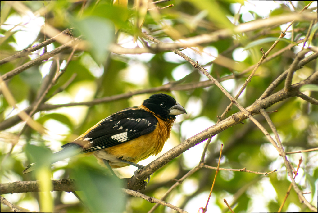 Black-headed Grosbeak from Bosque de Chapultepec II Secc, 11100 Ciudad ...