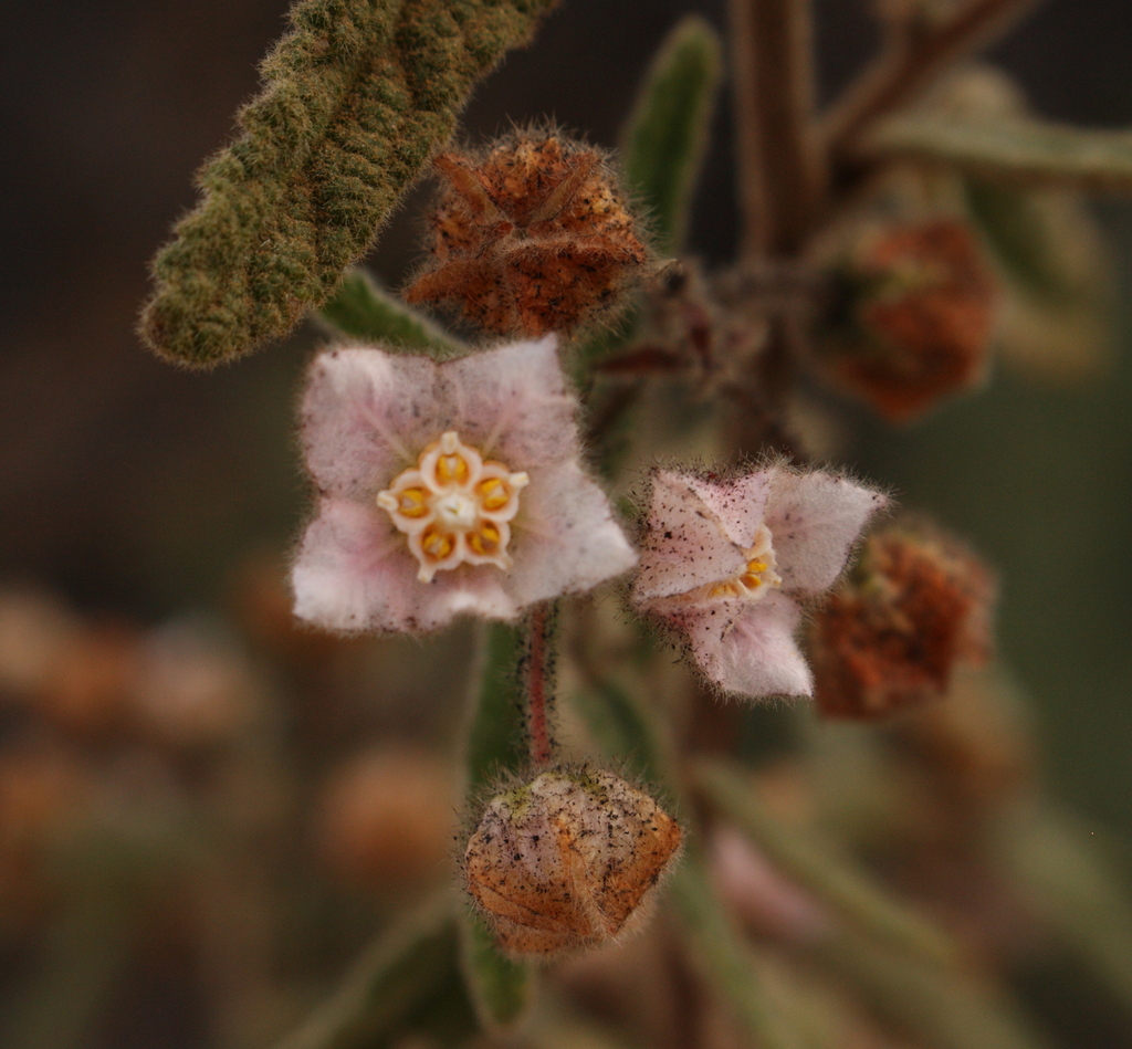 Commersonia magniflora oblongifolia from Elachbutting WA 6479 ...